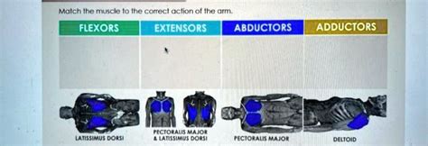 Solved Match The Muscle To The Correct Action Of The Arm Flexors Extensors Abductors Adductors