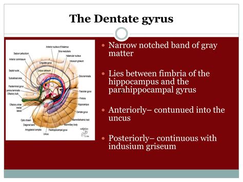 Limbicsystem PptThe Limbic System Is A Group Of Interconnected Brain Structures That Help
