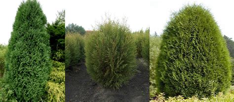 Туя западная Вагнери (Thuja occidentalis Wagneri)