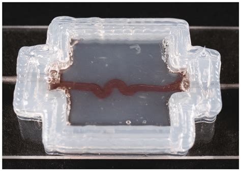 Bioprinting Vascularized Soft Tissue Protocols Allevi