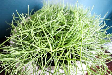 Trailing Mistletoe Cactus Care Guide Rhipsalis Capilliformis Keep