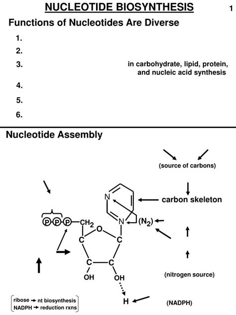 Ppt Nucleotide Biosynthesis Powerpoint Presentation Free Download Id4741816