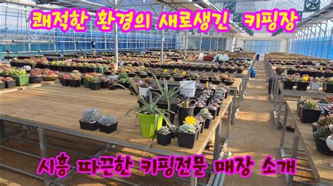 시흥 새로오픈한 깨끗하고 시설좋은 환기식 키핑장 개인수도시설 키핑장 탁트인환경 환기식 다육이노리터 달콤한총각다육 Youtube