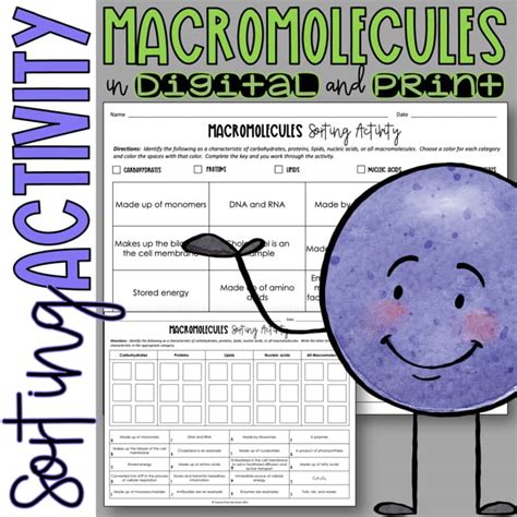 Macromolecules Card Sort Sorting Activity W 5 Differentiated Activity