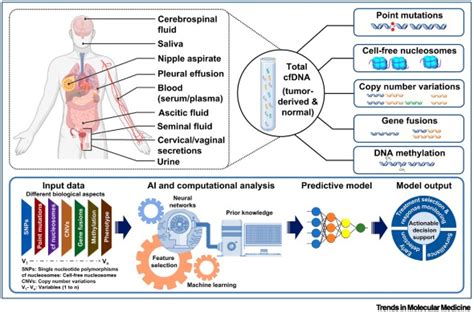 Cell Free Circulating Tumor Dna Profiling In Cancer Management Trends