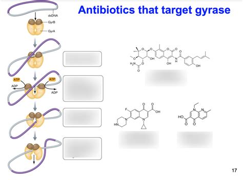 MCDB Gyrase Activity Diagram Quizlet