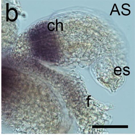 Spatiotemporal Expression Pattern Of Tfpmei1 Detected By Whole Mount Download Scientific