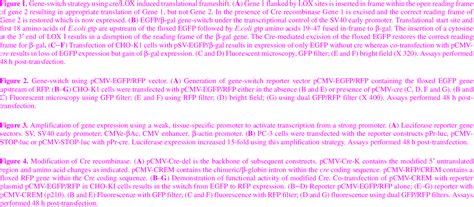 Figure 2 From A Single Vector Containing Modified Cre Recombinase And Lox Recombination