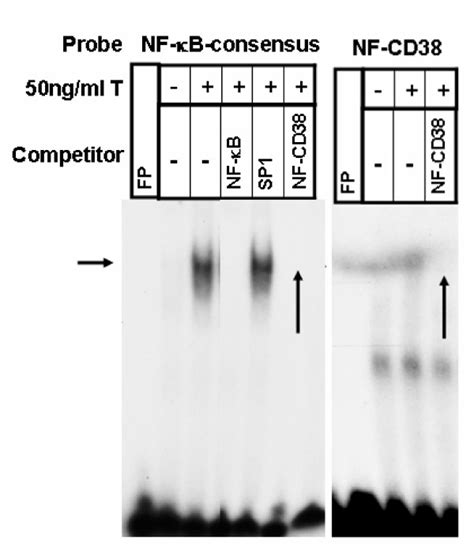 Tnf α Induced Activation And Specific Binding Of Nf κb To The Consensus Download Scientific