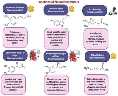 Neurotransmitters Regulation and Food Intake: The Role of Dietary Sources in Neurotransmission