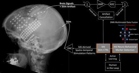 Frontiers Explainable Artificial Intelligence For Neuroscience Behavioral Neurostimulation