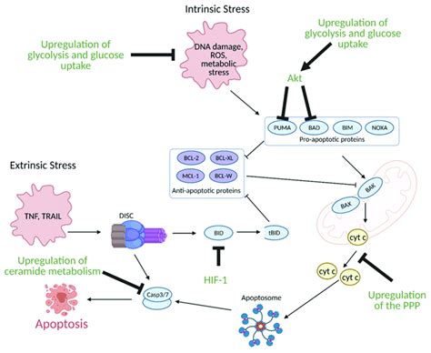 Regulation Of Apoptosis Through Metabolism In Cancer Apoptosis Can Be Download Scientific
