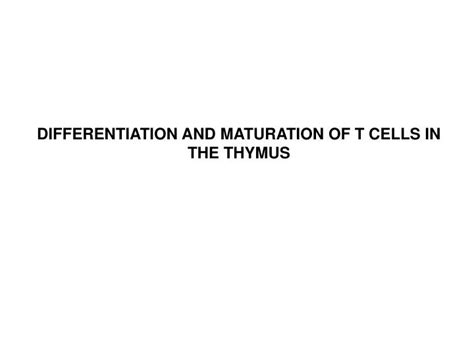 PPT DIFFERENTIATION AND MATURATION OF T CELLS IN THE THYMUS PowerPoint Presentation ID