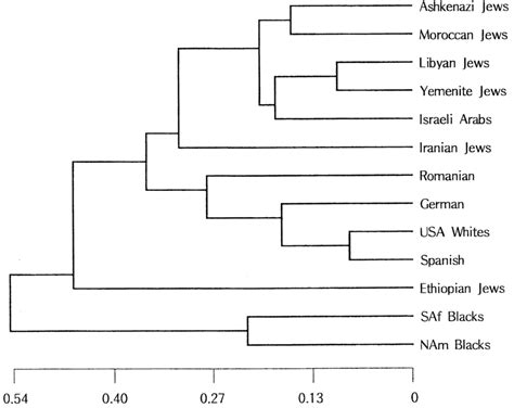 A Population Tree Based On The Genetic Distances For Hla Class Ii