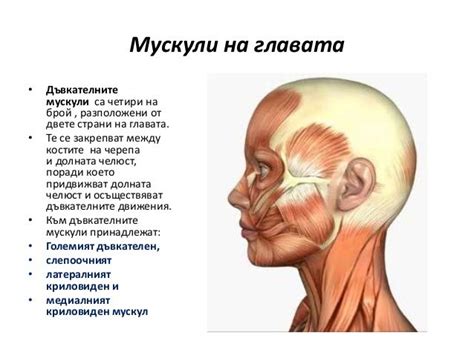 мускули в човешкото тяло