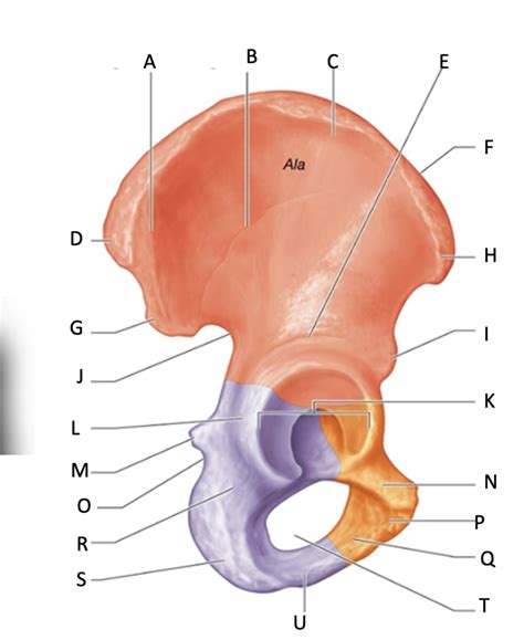BSC Pelvic Girdle Bones Labeling Diagram Quizlet