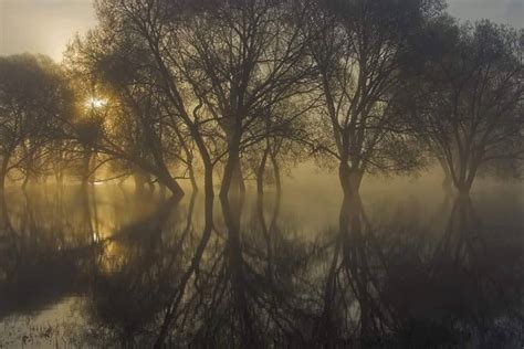 오쇼코리아 Oshokorea 평범함은 누구도 무너뜨릴 수 없다 그것은 마음의 투영이 아니라 실체이다 장미 나무도 평범하고 소나무도 평범하다 사슴도 평범하다 그런데