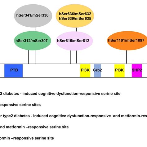 Schematic Illustrating Adrenergic Receptor Signaling Ligand Binding To