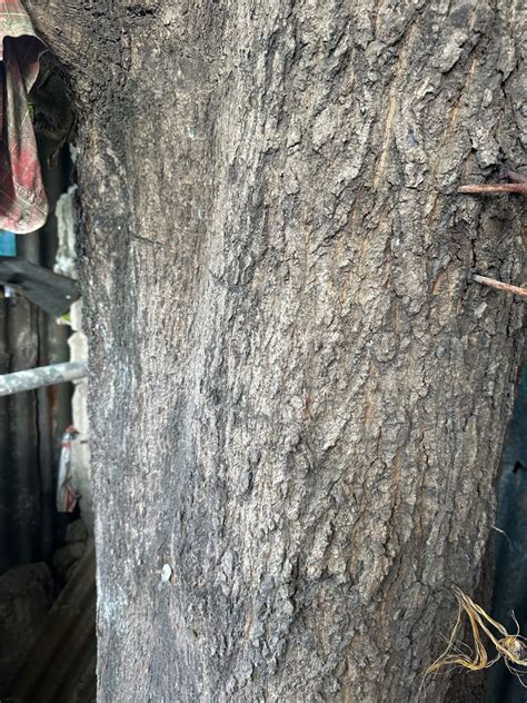 Indian Mango Tree Trunk For Sale Commercial And Industrial