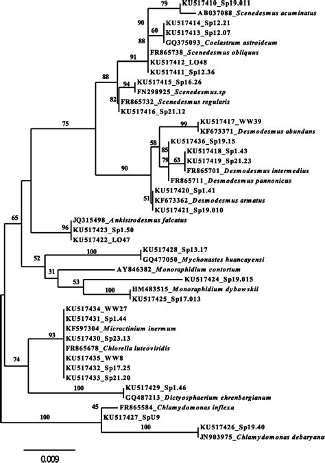 Screening Microalgae Isolated From Urban Storm And Wastewater Systems As Feedstock For Biofuel