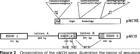 Figure 2 From Radiation Hybrid Mapping Of The Two Highly Homologous Human Variant Pmchl Genes By