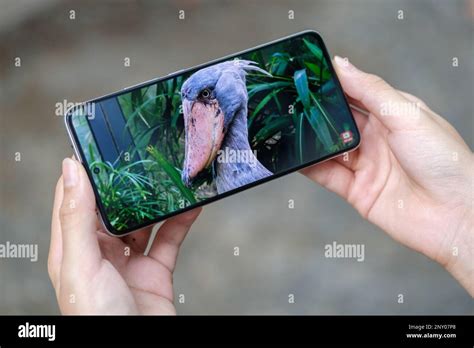 Ho Chi Minh City Vietnam March Redmi K Phone Photos For Editorial Use Stock Photo Alamy