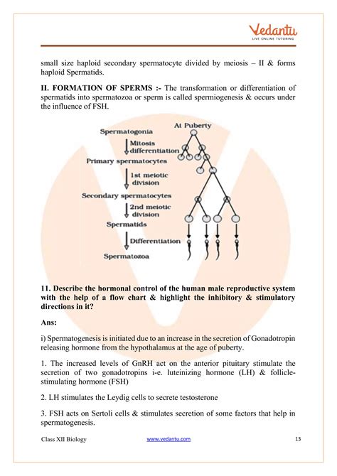 Spermatogenesis Flow Chart