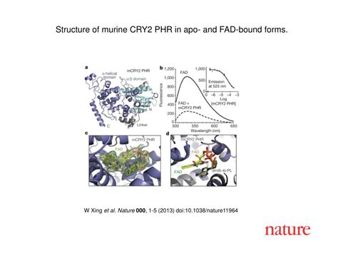 Ppt Structure Of Murine Cry2 Phr In Apo And Fad Bound Forms Powerpoint Presentation Id 6362901