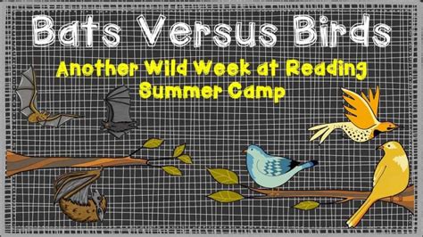 How To Teach Similarities And Differences With Bats And Birds