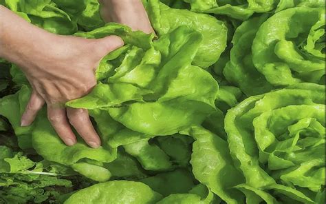 Unlocking The Secrets Of 8 Lettuce Growth Stages