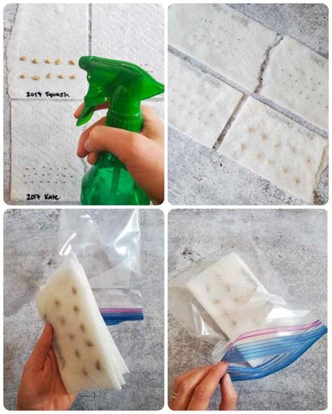 How To Test Seed Germination Easy Paper Towel Method ~ Homestead And Chill