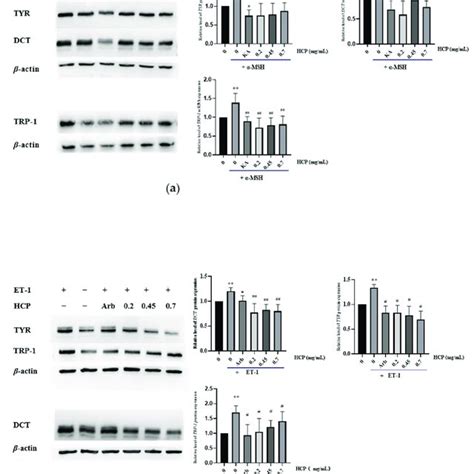 Effect Of Hcp On Protein Expression Of Tyr Trp 1 And Dct β Actin Download Scientific Diagram