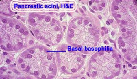 Diffusely Basophilic Erythrocyte