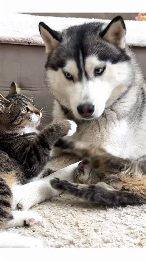 Naughty Cat Having Fun With Husky😂 Huskylife Animal Moment Facebook