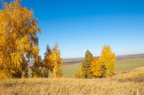 가 풍경 백 화 나무 오크 단풍나무 단풍 오래 된 잔디에에서 그려졌다 아름 다운 화려한 단풍 녹색 노랑 오렌지 레드의 컬렉션 0명에 대한 스톡 사진 및 기타 이미지 Istock