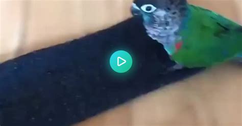 faster faster album on imgur