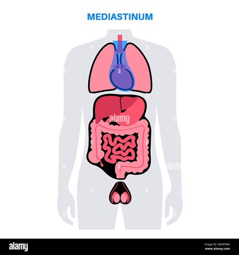 Mediastinum Testis