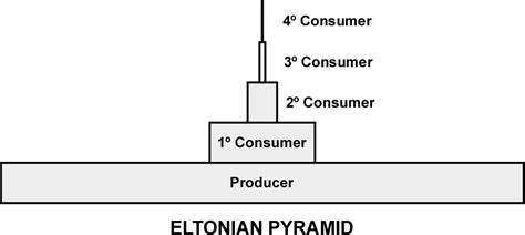 Energy Flow The Taiga Biome