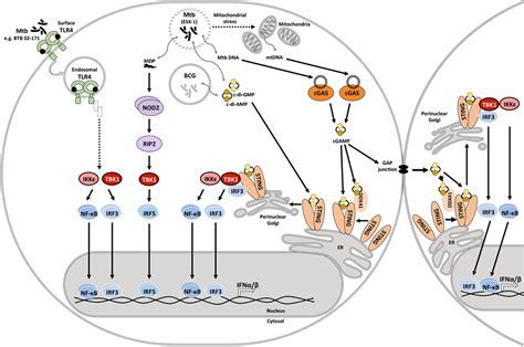 Frontiers Type I Interferons In The Pathogenesis Of Tuberculosis Molecular Drivers And