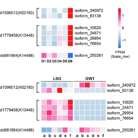 Expression Level Cluster Heat Maps Of Scaffold1096012 Scaffold1779458