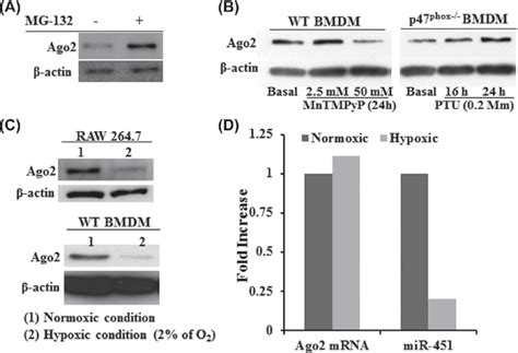 Ago2 Protein Is Regulated By Proteosomal Degradation And Oxidative