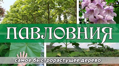 Павловния - самое быстрорастущее дерево - YouTube
