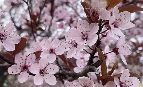 В Україні очікується тепла погода з дощами в деяких областях Читайте на Ukr Net