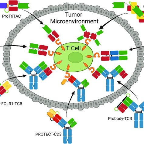 Proteolytic Activation Of Conditional T Cell Engagers In The Tumor