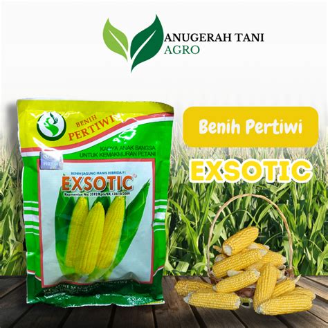 Jual Benih Jagung Manis Exsotic Biji Original Bibit Jagung Hibrida Benih Jagung Manis Pertiwi