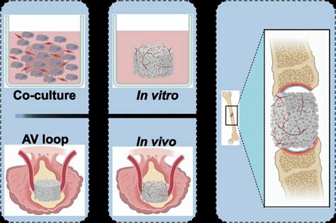 schematic comparison of an in vitro endothelial co culture versus an in