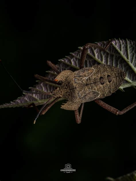 Fancy Shield Bug Oc Album On Imgur