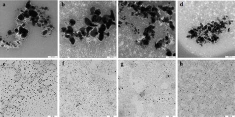 Green Synthesis Of Nanoparticles With Extracellular And Intracellular