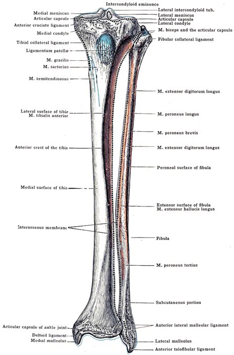 Tibia Anatomy Diagram