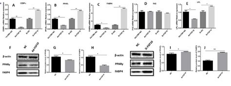 Figure From RNA Seq Explores The Functional Role Of The Fibroblast Growth Factor Gene In